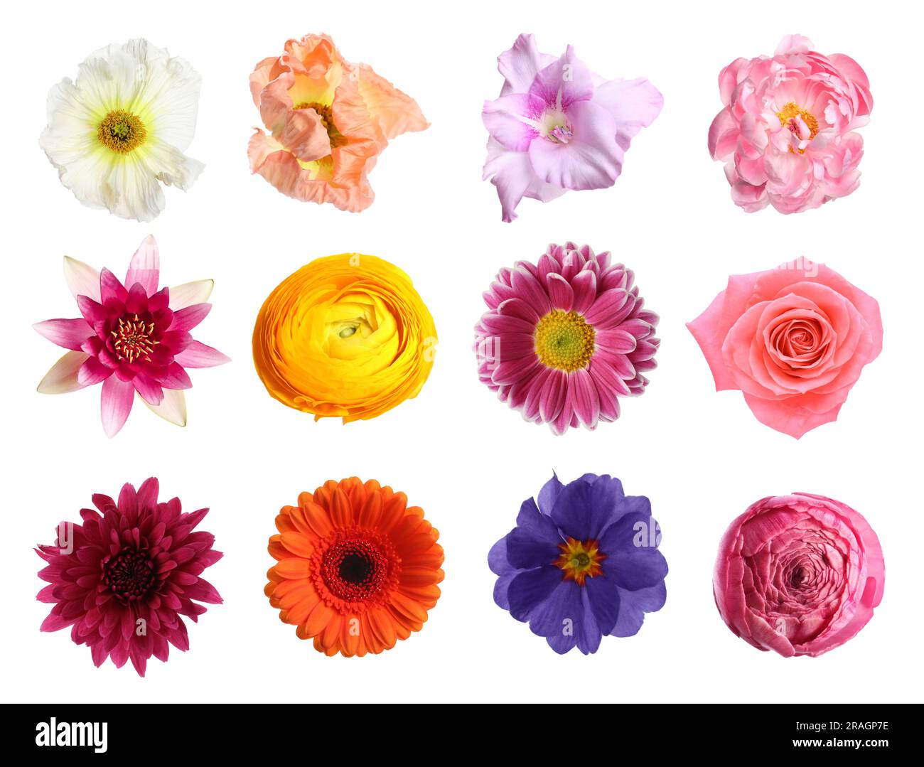 Set of different beautiful flowers on white background Stock Photo - Alamy
