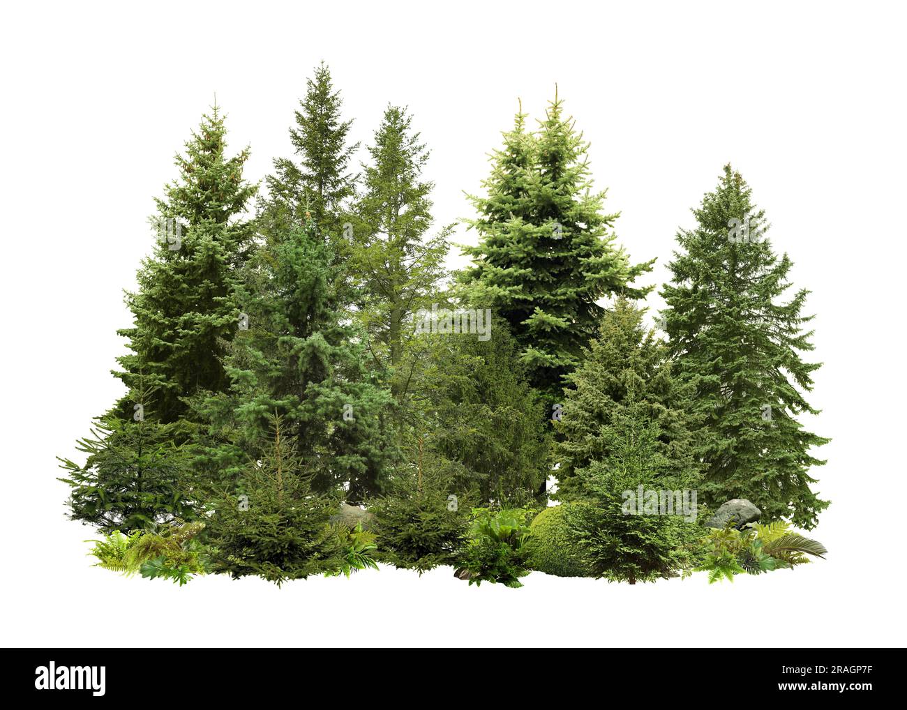 Different green trees and plants on white background Stock Photo - Alamy