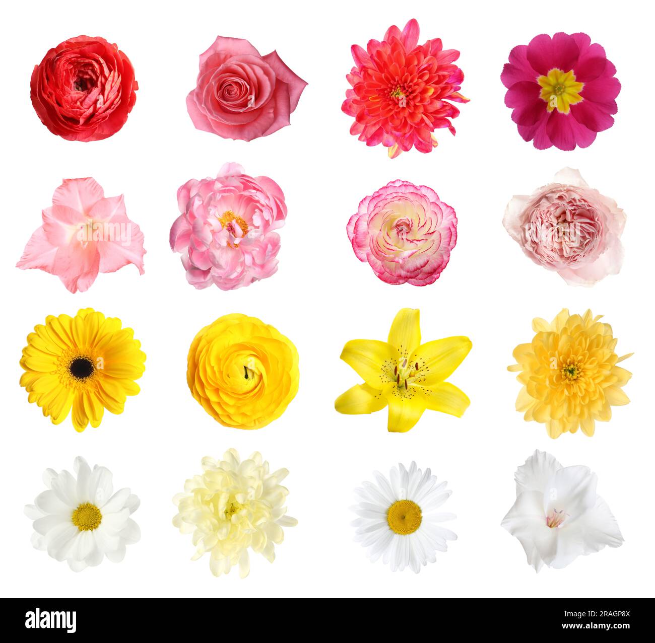 Set of different beautiful flowers on white background Stock Photo - Alamy