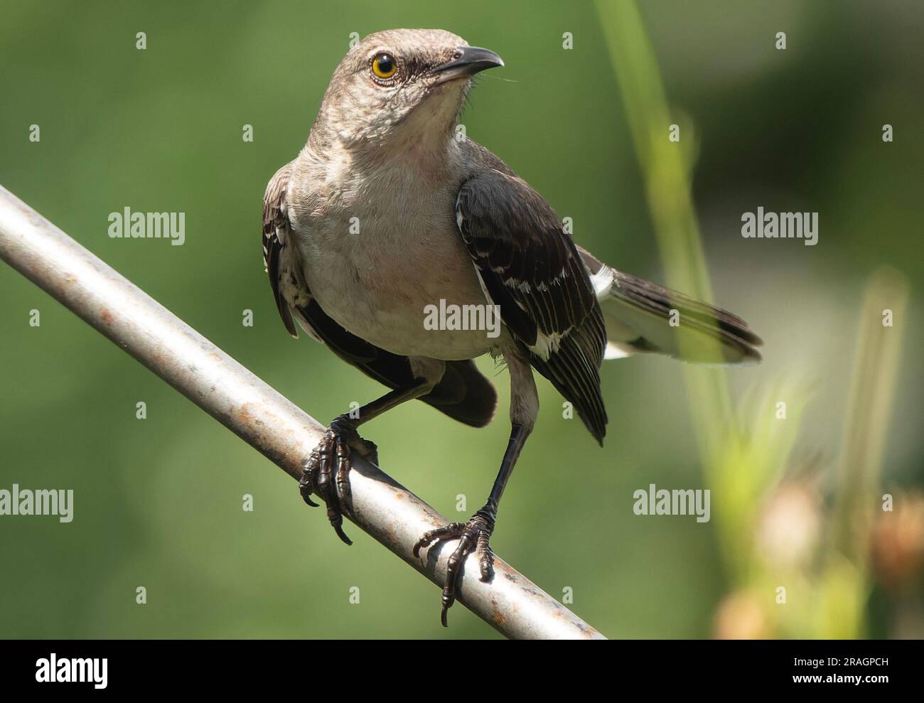 Northern Mockingbird on the birdhouse roof Stock Photo - Alamy