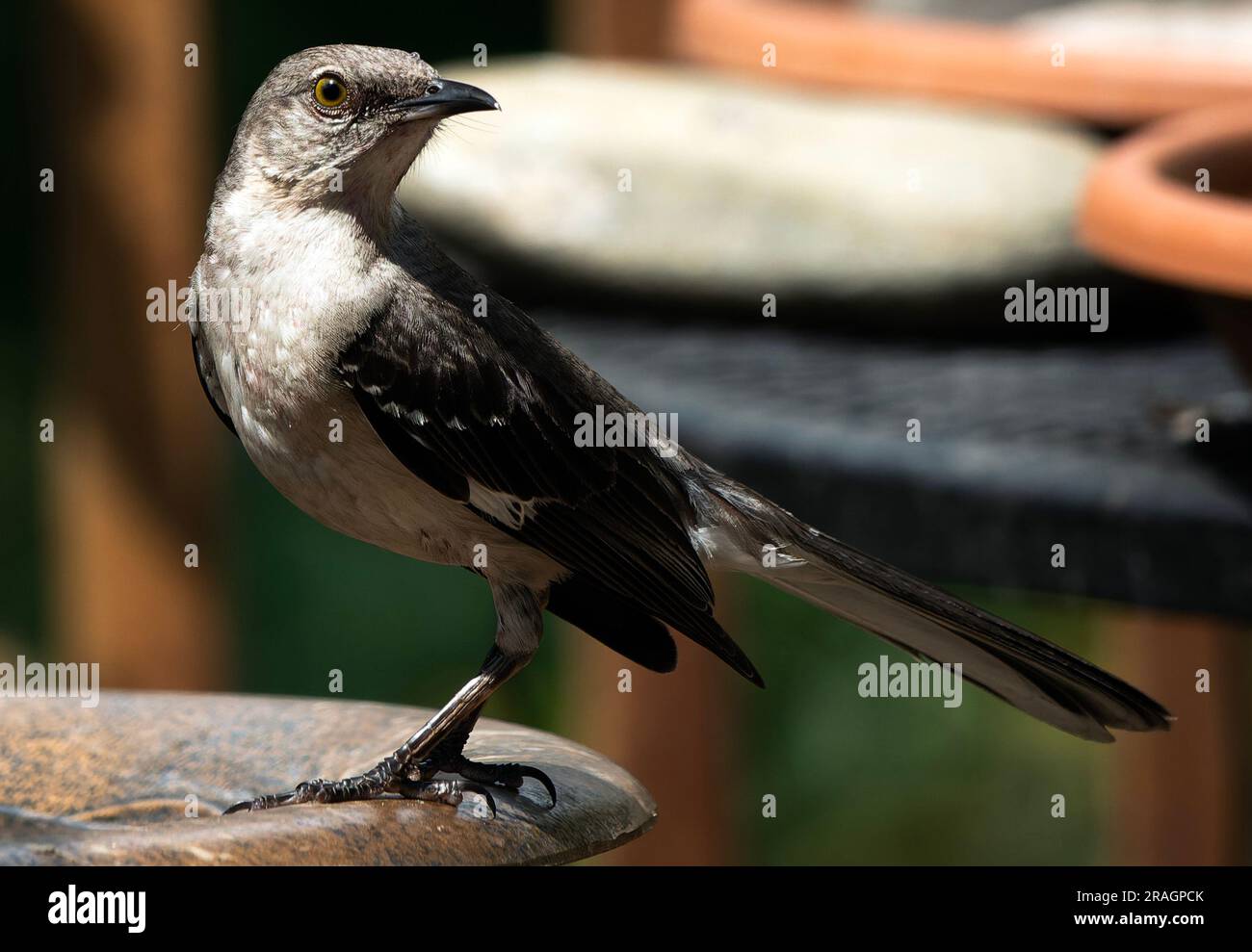 Northern Mockingbird on the birdhouse roof Stock Photo - Alamy
