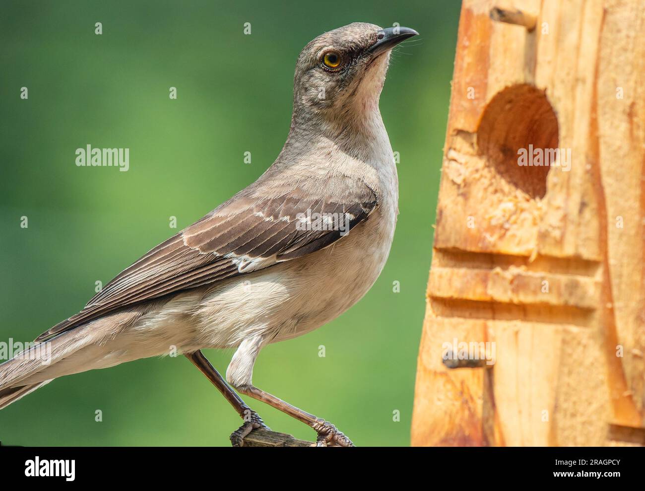 Northern Mockingbird on the birdhouse roof Stock Photo - Alamy