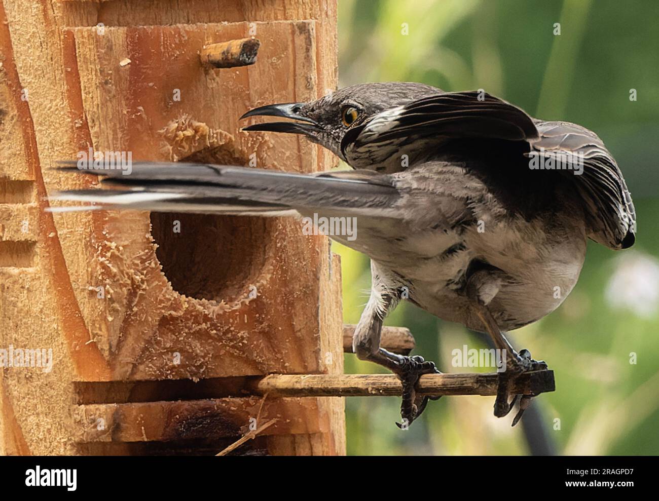 Northern Mockingbird on the birdhouse roof Stock Photo - Alamy