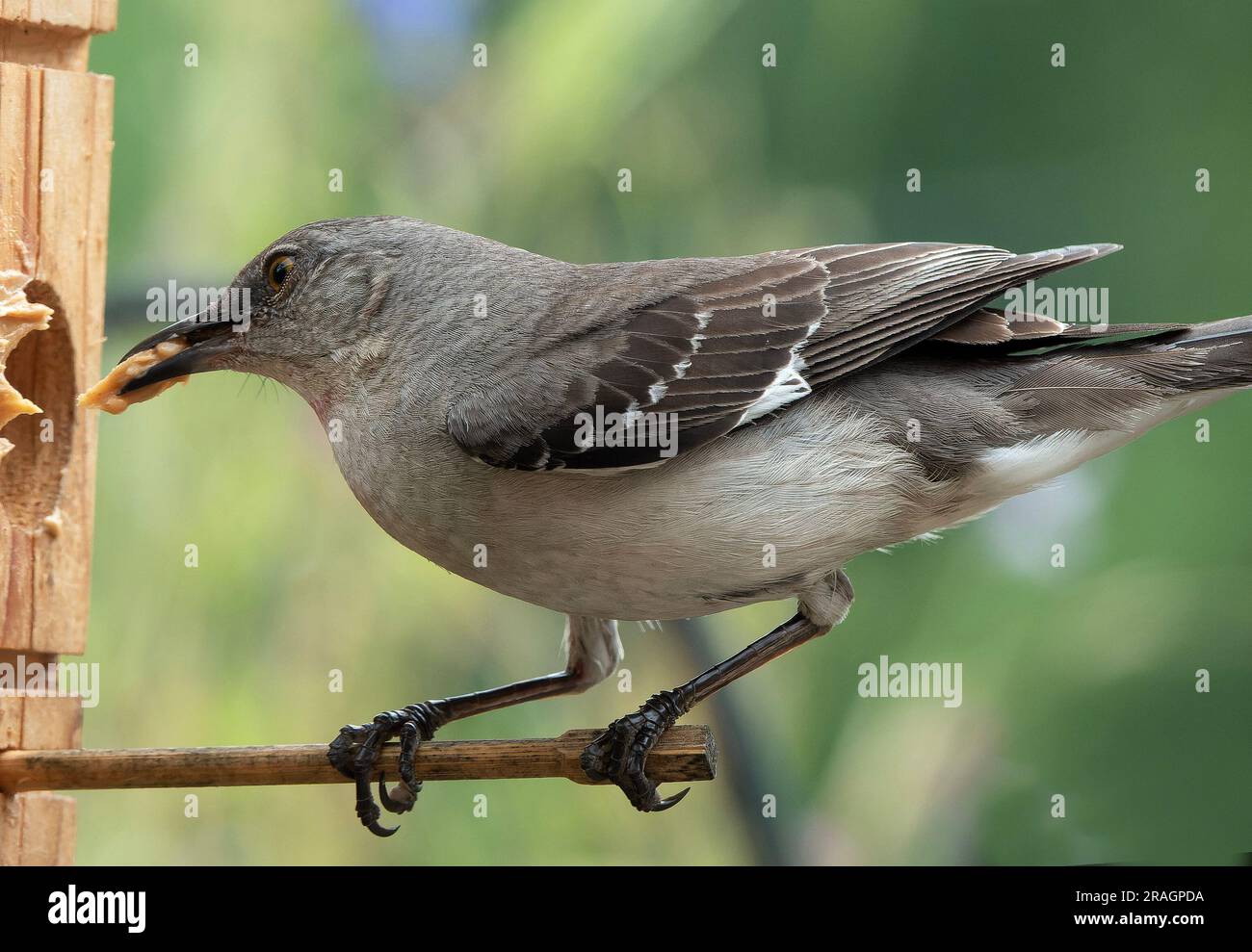 Northern Mockingbird on the birdhouse roof Stock Photo - Alamy