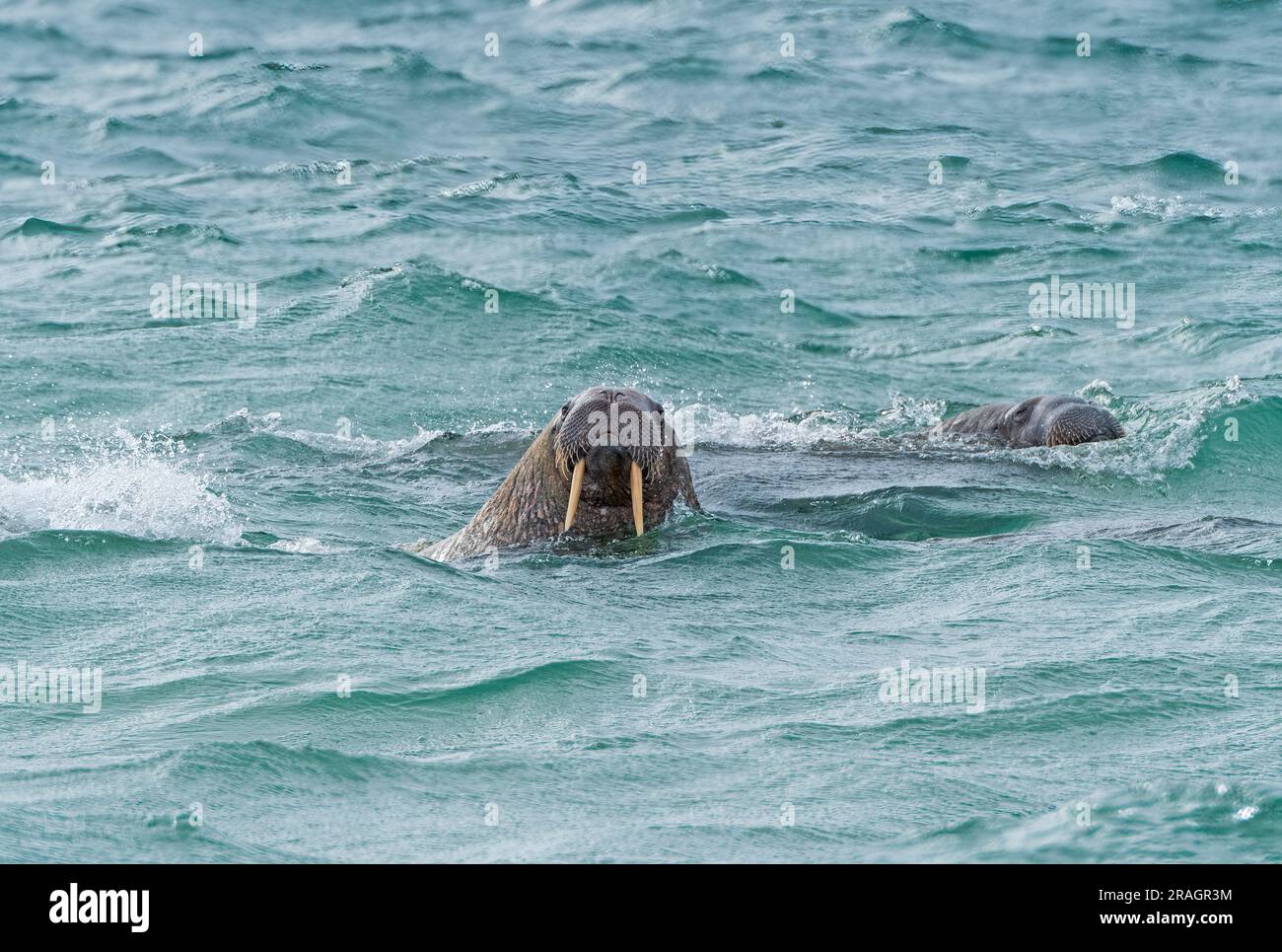 A Pair of Walrus Patrolling the Arctic Coast in the Svalbard Islands ...