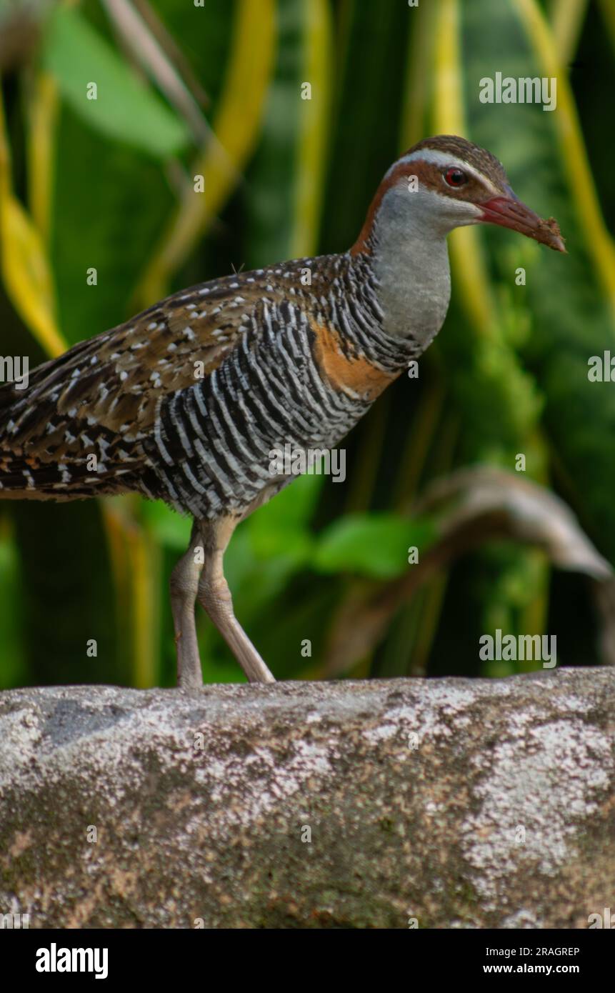 Loud creaky squeak hi-res stock photography and images - Alamy