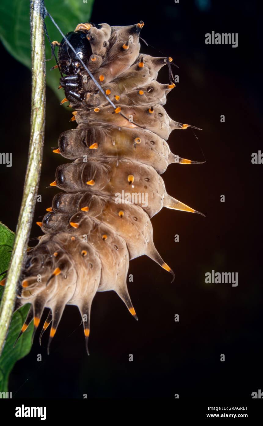 Preparing to form chrysalis hi-res stock photography and images - Alamy