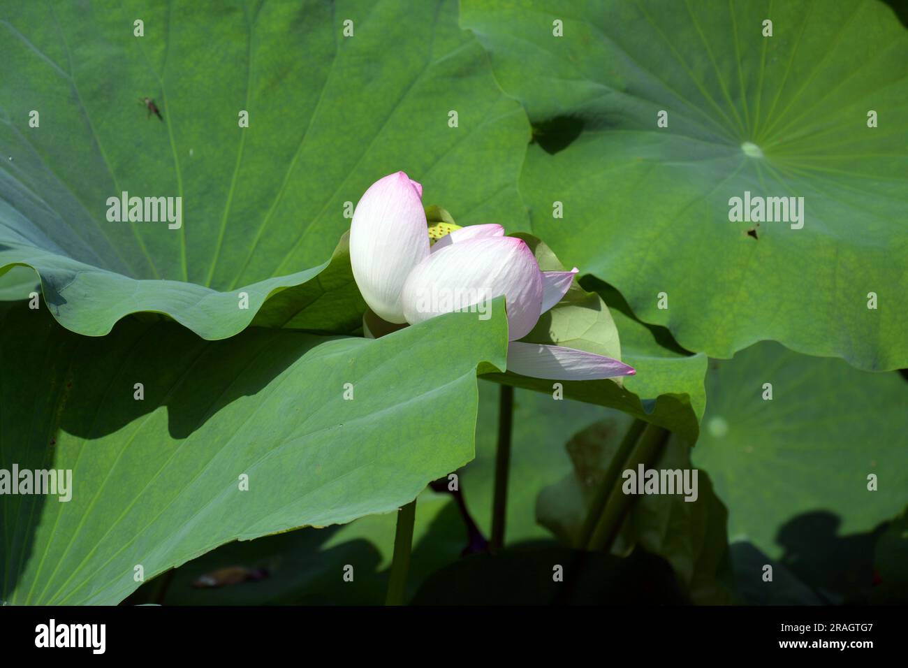 Field lotus flowers aquatic hi-res stock photography and images - Alamy