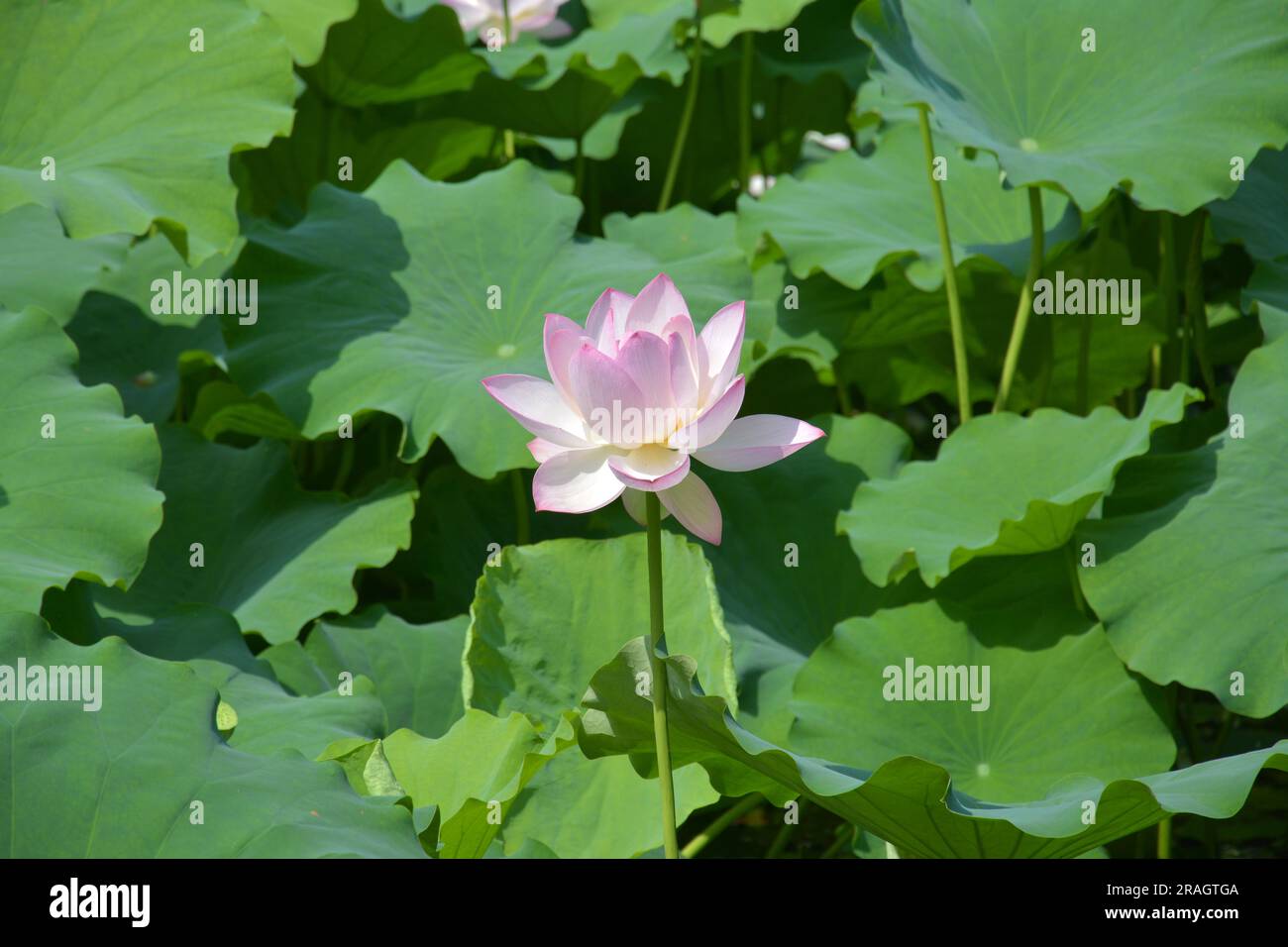 Lotus flower field hi-res stock photography and images - Alamy