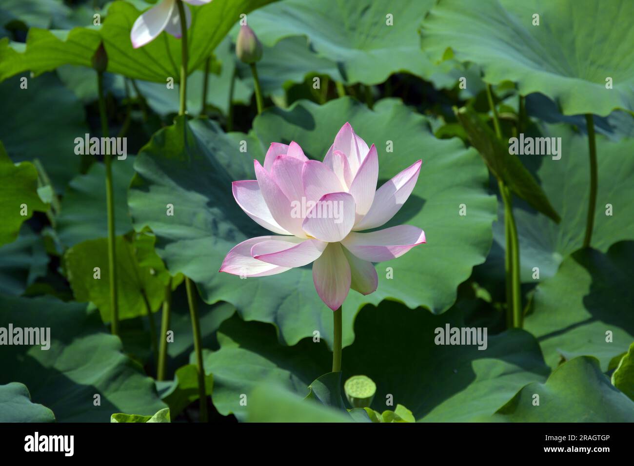 One lotus flower blossoms hi-res stock photography and images - Alamy
