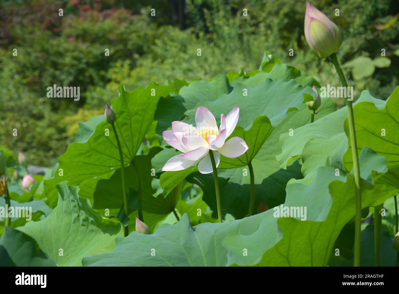 One lotus flower blossoms hi-res stock photography and images - Alamy