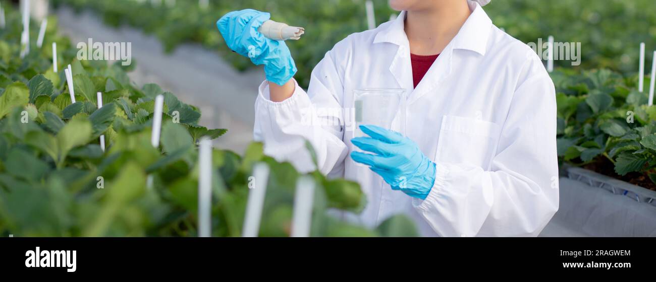Young asian woman check water quality for cultivation strawberry with ...