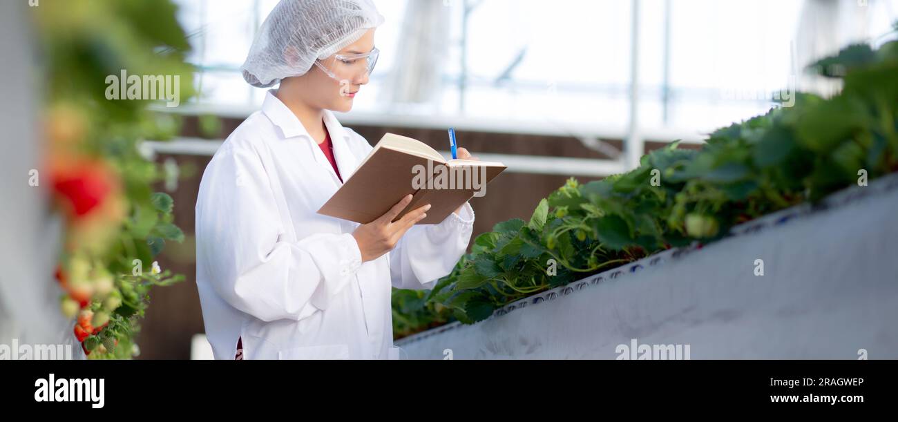 Young asian woman check cultivation strawberry with happiness for ...