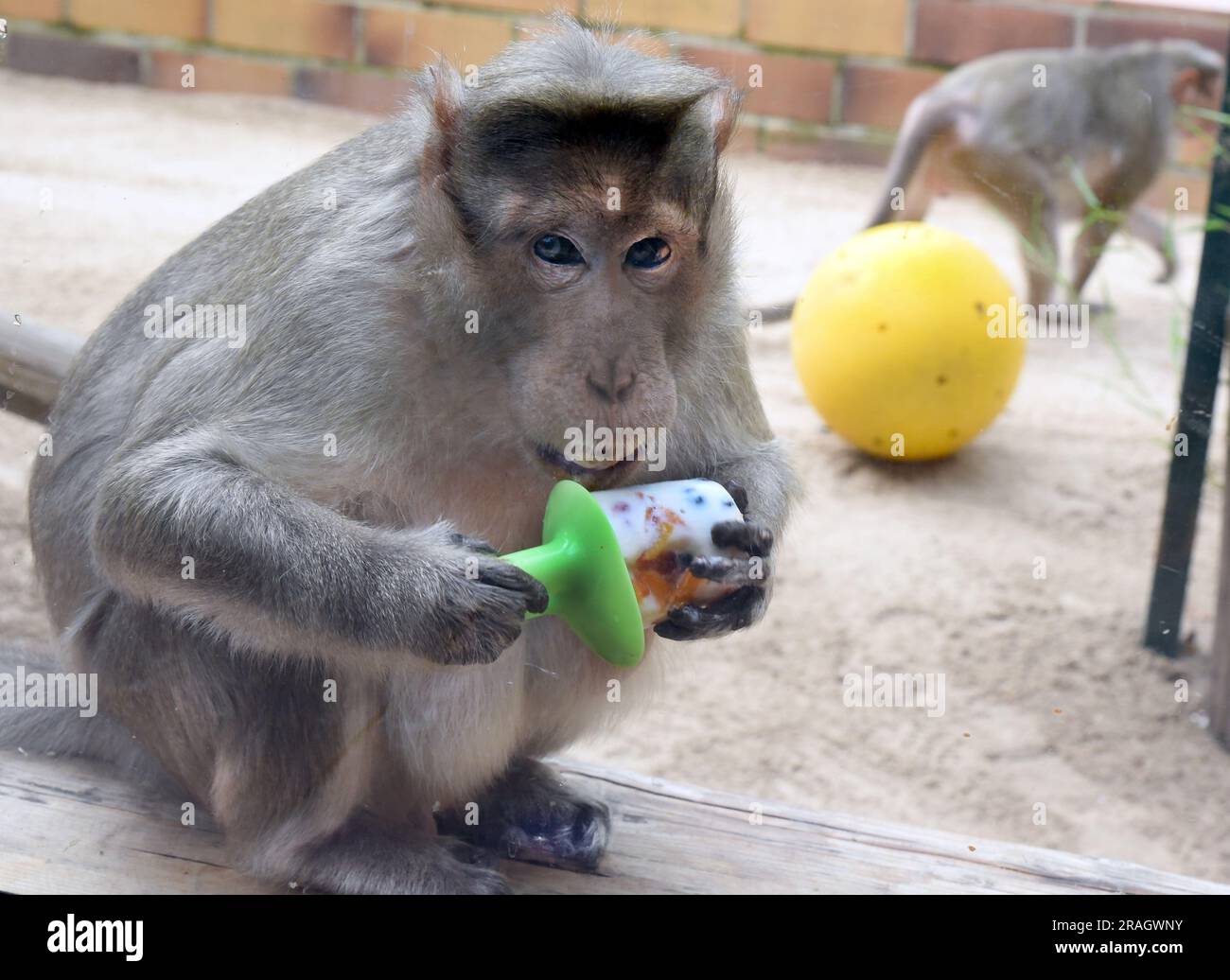 30 June 2023, Saxony, Eilenburg: Bino, a 31-year-old hat monkey, sits ...