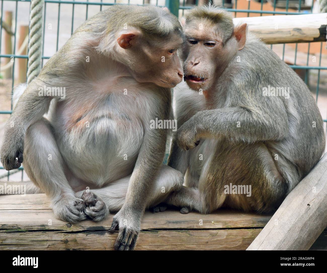 30 June 2023, Saxony, Eilenburg: In loving togetherness, the 31-year ...