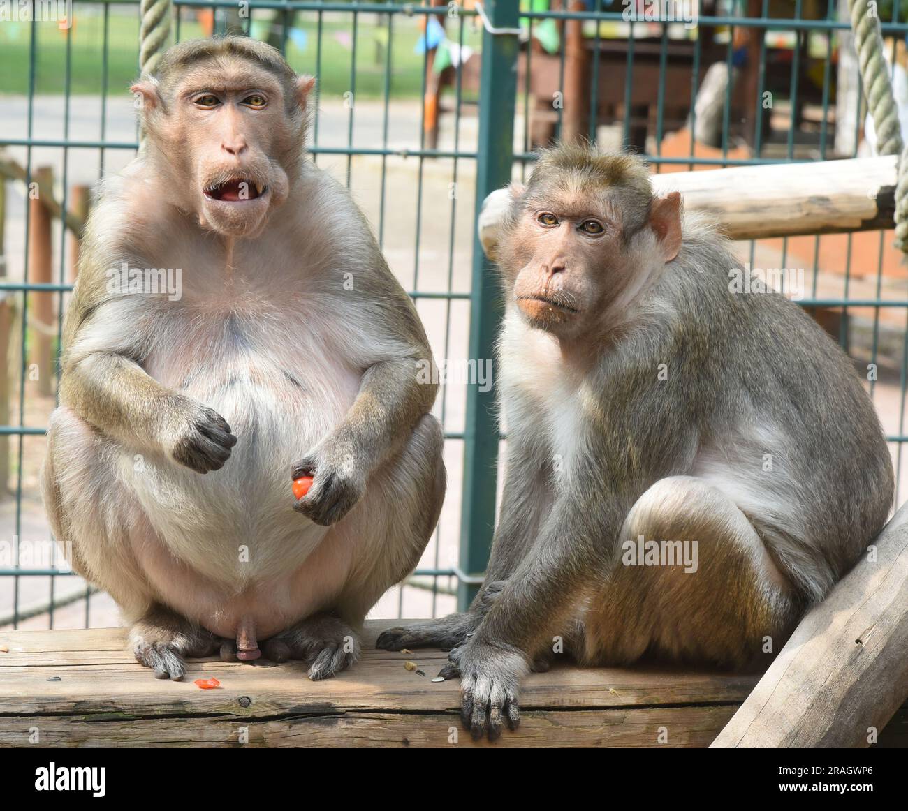 30 June 2023, Saxony, Eilenburg: In loving togetherness, the 31-year ...
