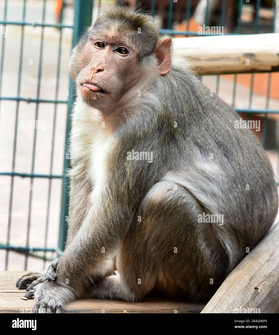 30 June 2023, Saxony, Eilenburg: The 31-year-old hat monkey Bino sits ...