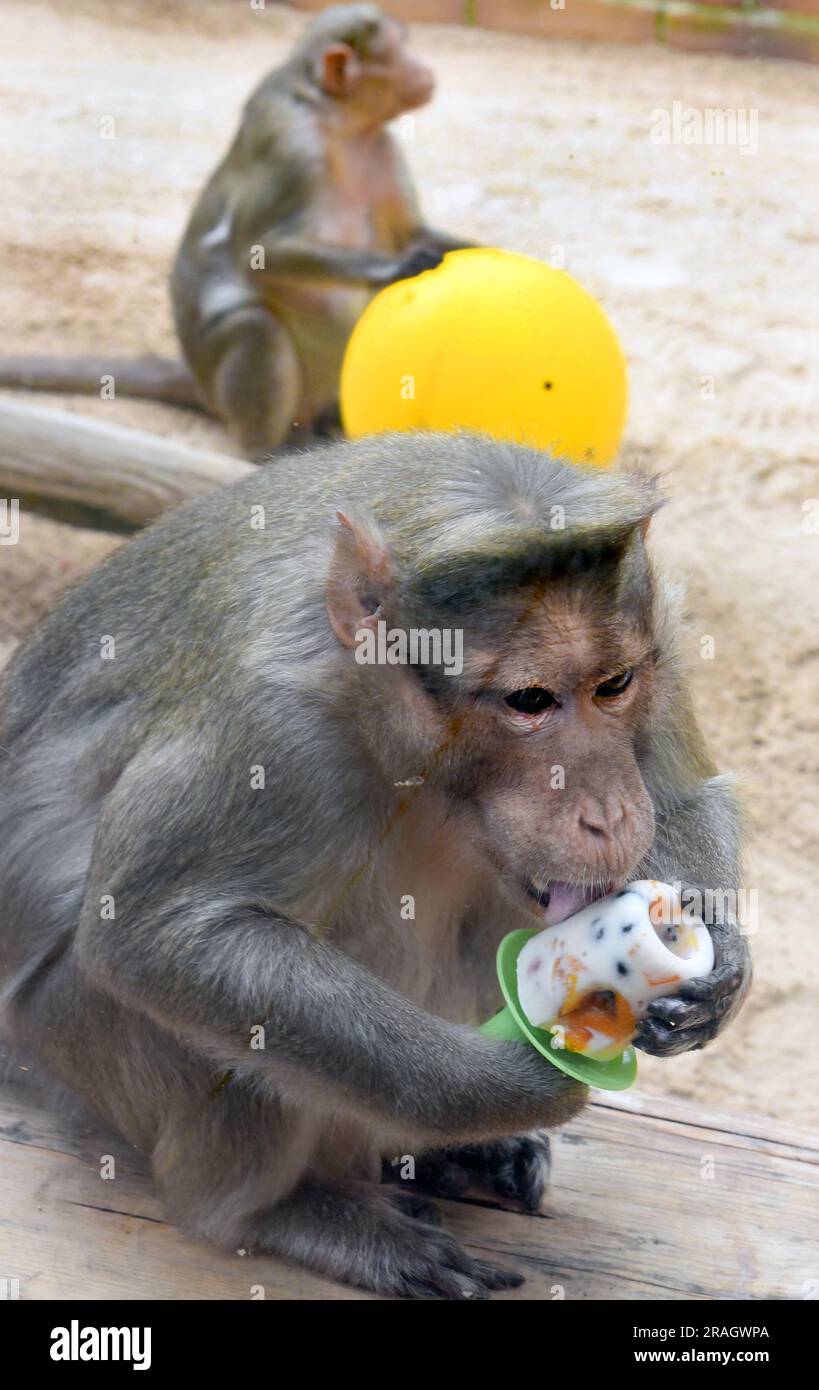 30 June 2023, Saxony, Eilenburg: Bino, a 31-year-old hat monkey, sits ...