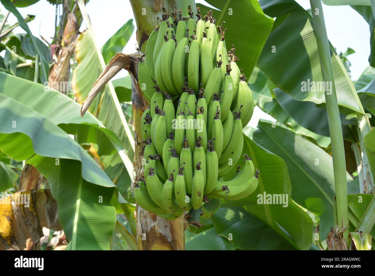 Bananas on tree hi-res stock photography and images - Alamy