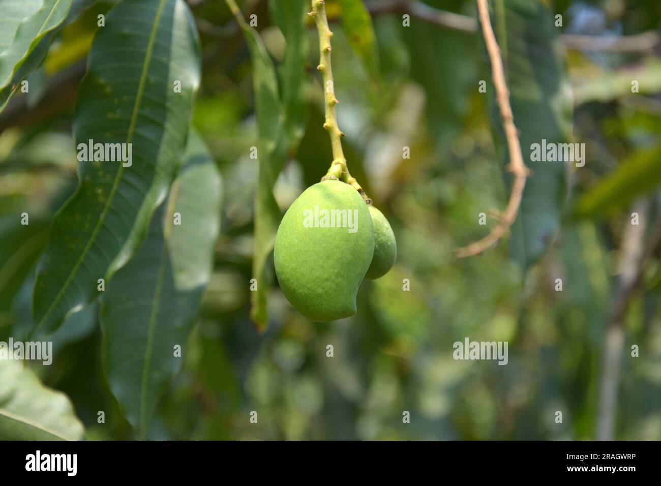 still green raw mango hang on the tree in the garden Stock Photo - Alamy