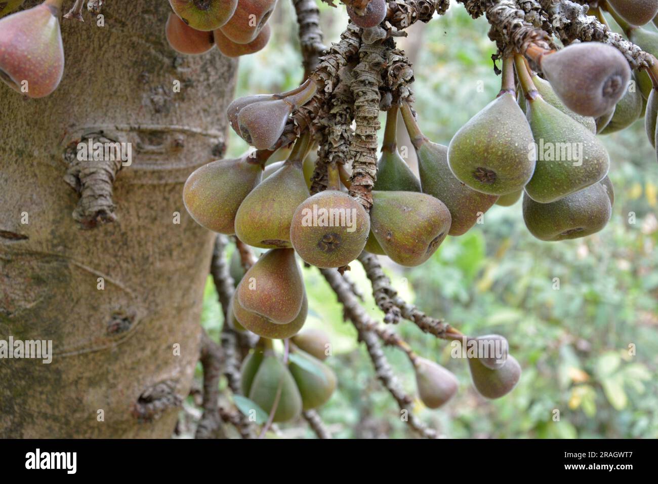 clusters of Ficus auriculata on the branch in sunny day in the garden ...