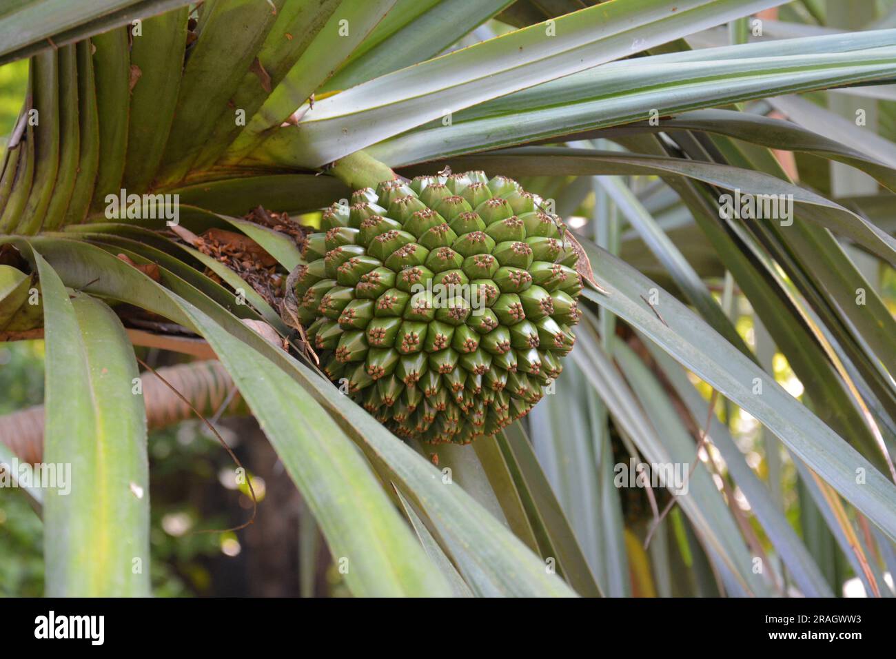 Pandanus tectorius hi-res stock photography and images - Alamy