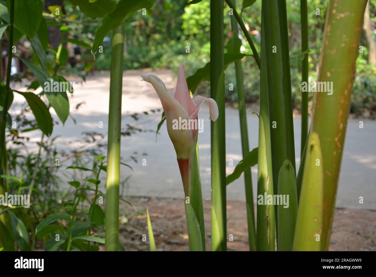 the bud of torch ginger with pink petals in the garden Stock Photo - Alamy