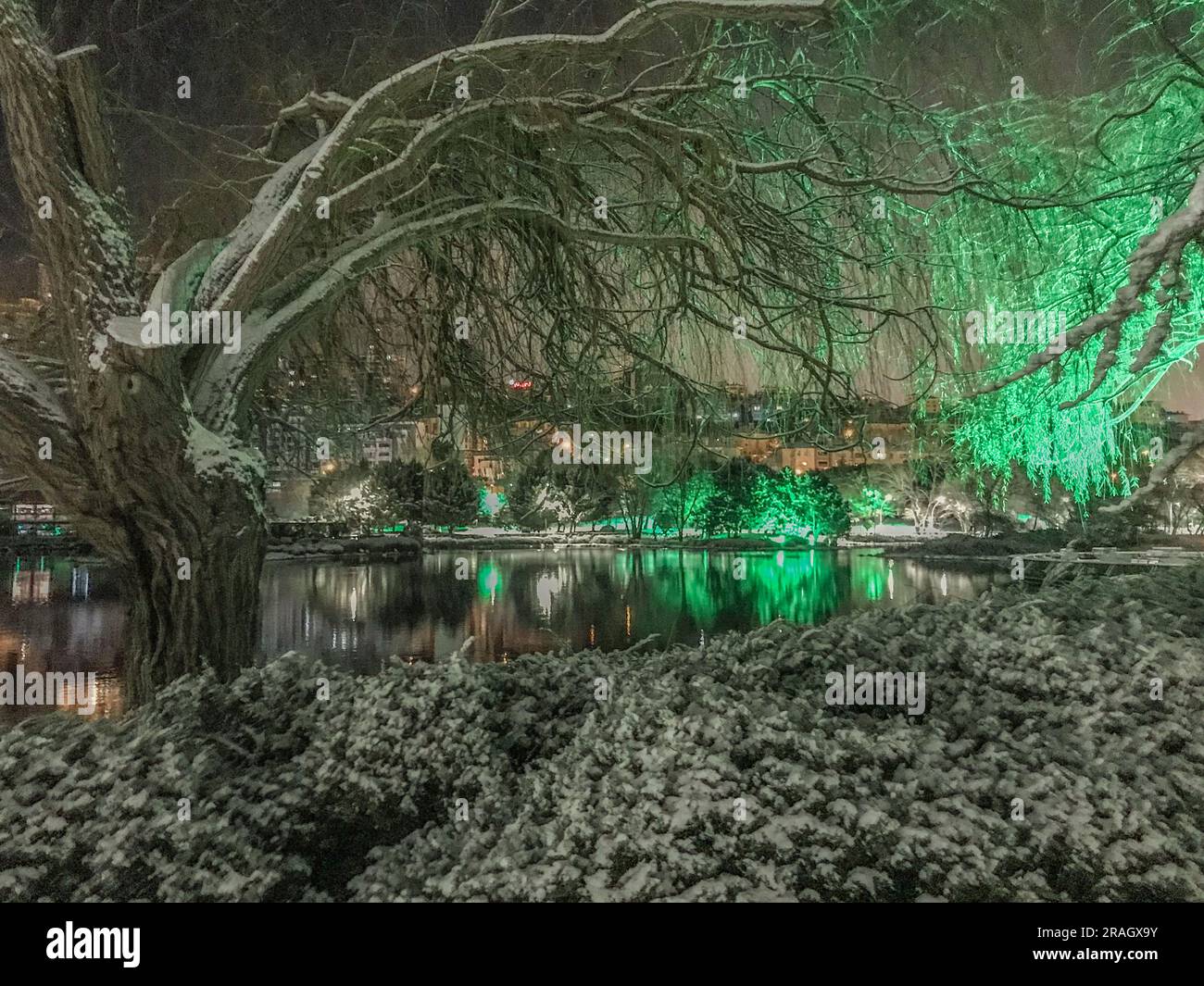 Beautiful snowy night at nature park in Istanbul, Turkey Stock Photo ...