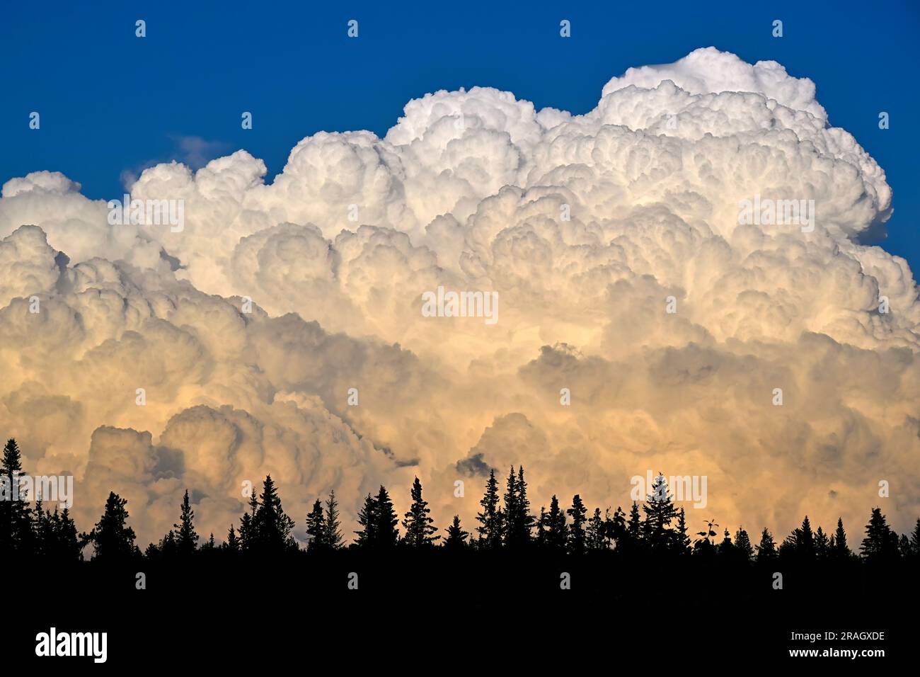 A large puffy white thunder cloud in evening light over rural Alberta ...