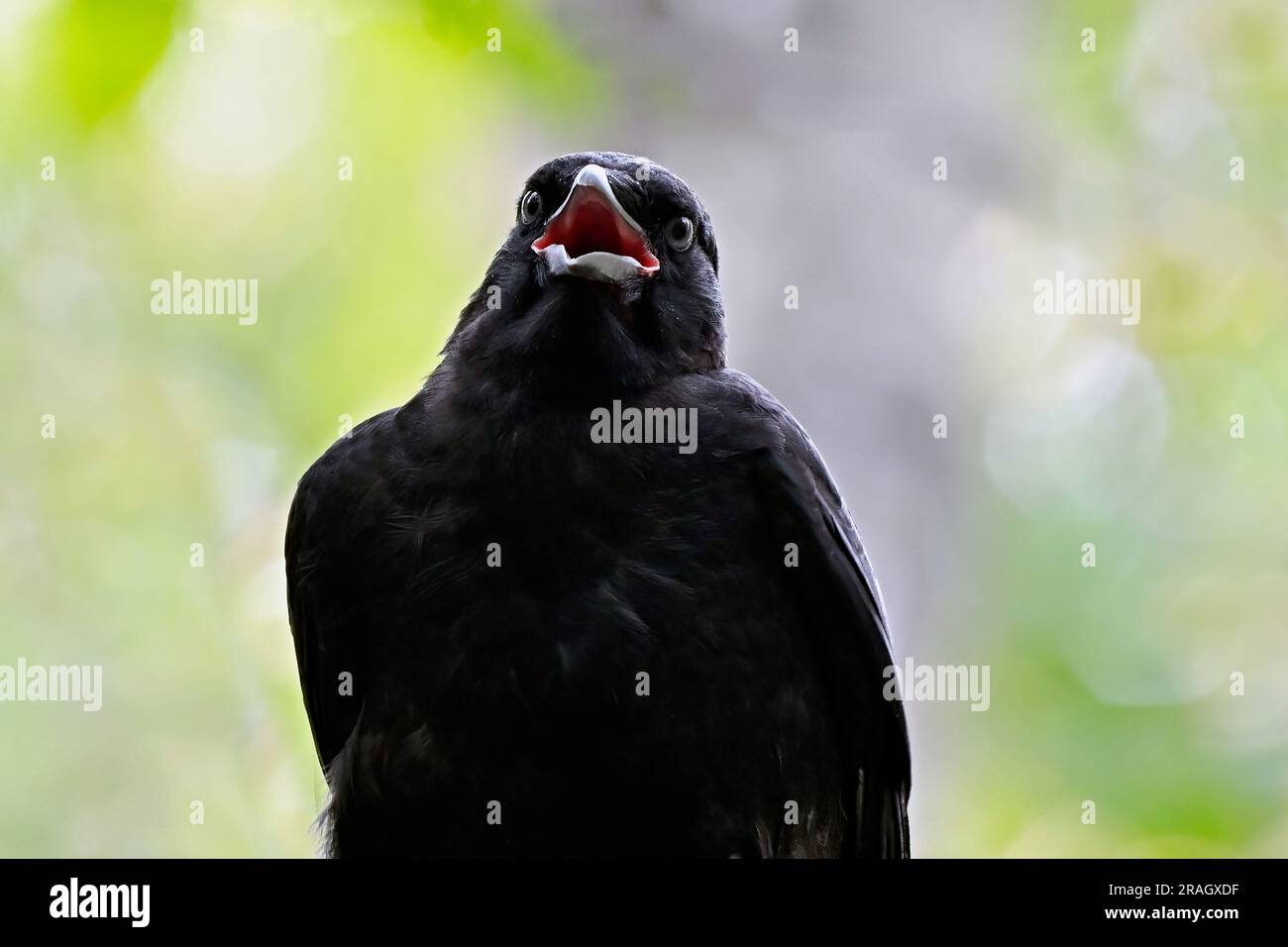 A close up front view of a young American crow "Corvus brachynchos ...