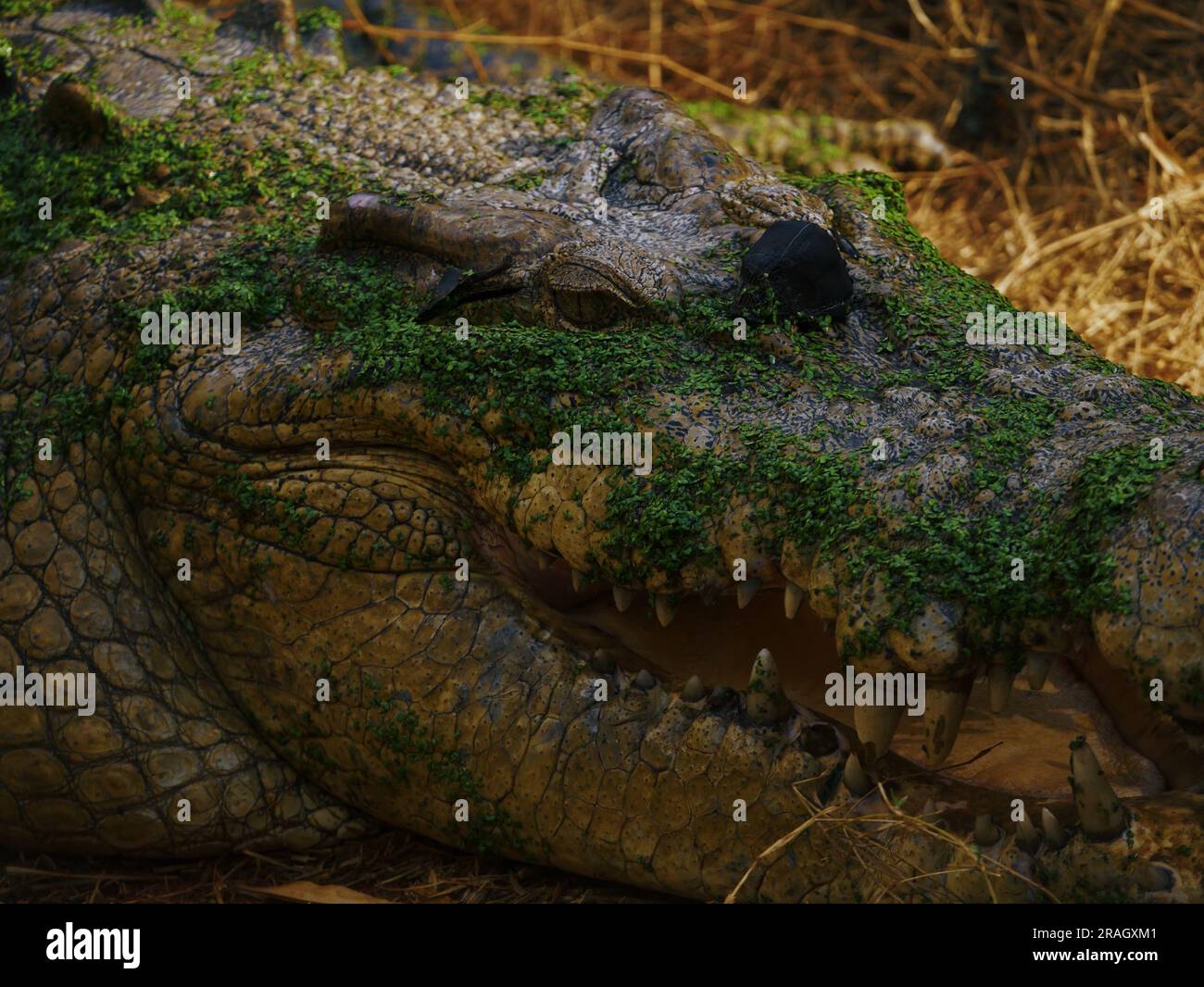 Moss Covered Salt Water Crocodile Stock Photo - Alamy