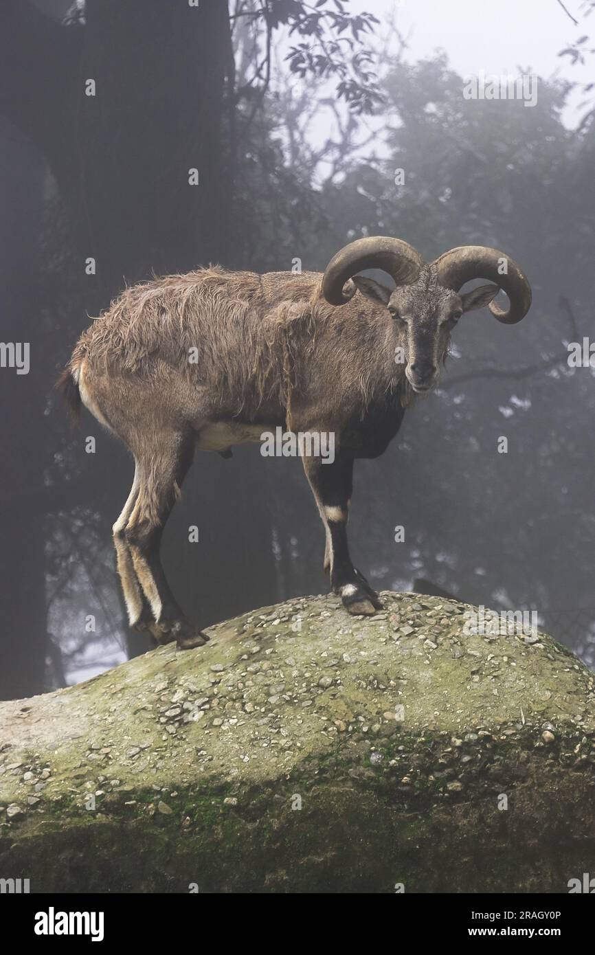 a beautiful male bharal (pseudois nayaur), also called blue sheep, is ...