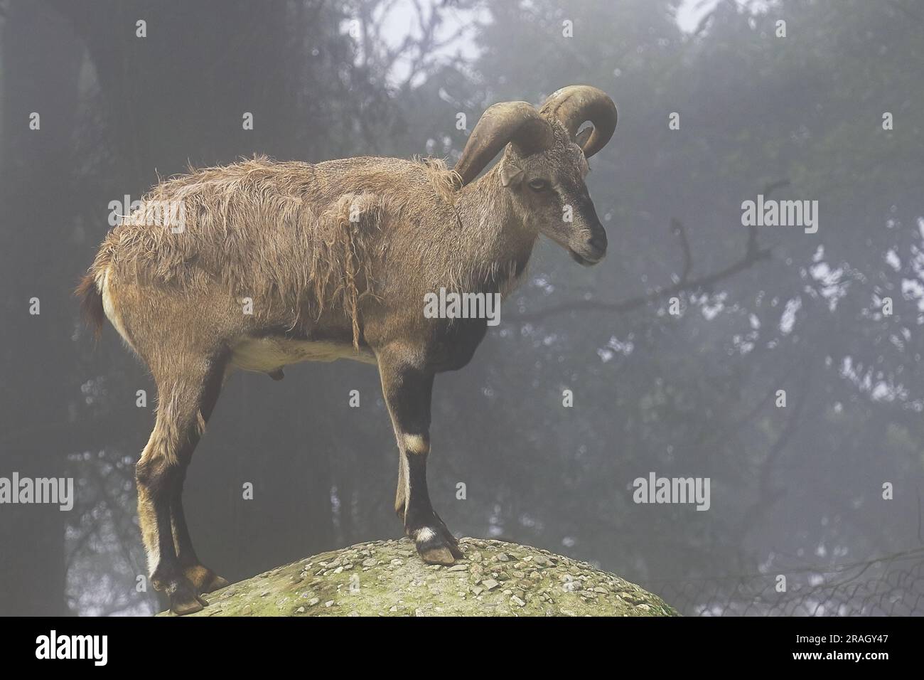 a beautiful male bharal (pseudois nayaur), also called blue sheep, is ...