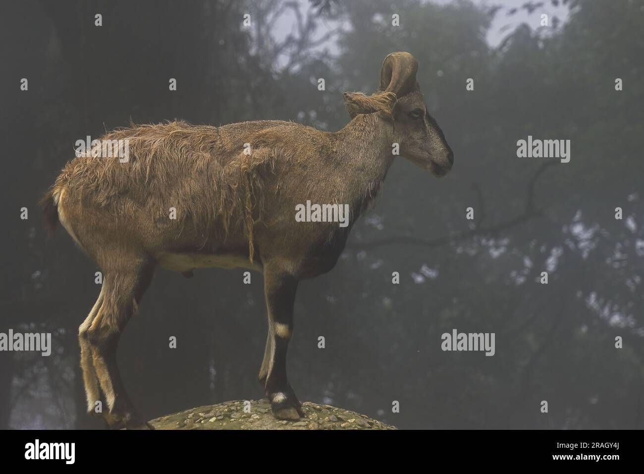 a beautiful male bharal (pseudois nayaur), also called blue sheep, is ...