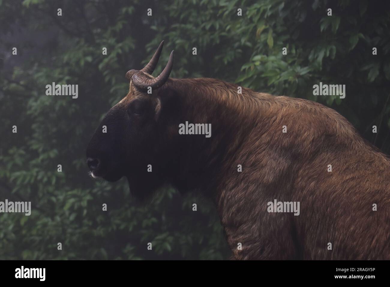 close up view of very rare and endangered species mishmi takin ...