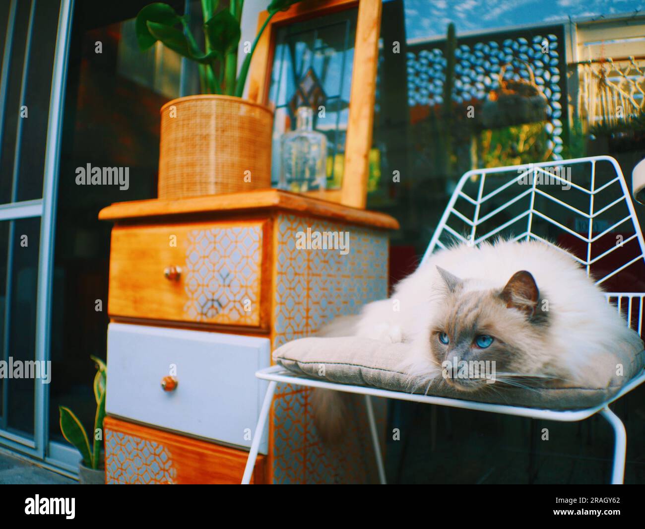 Ragdollcats hi-res stock photography and images - Alamy