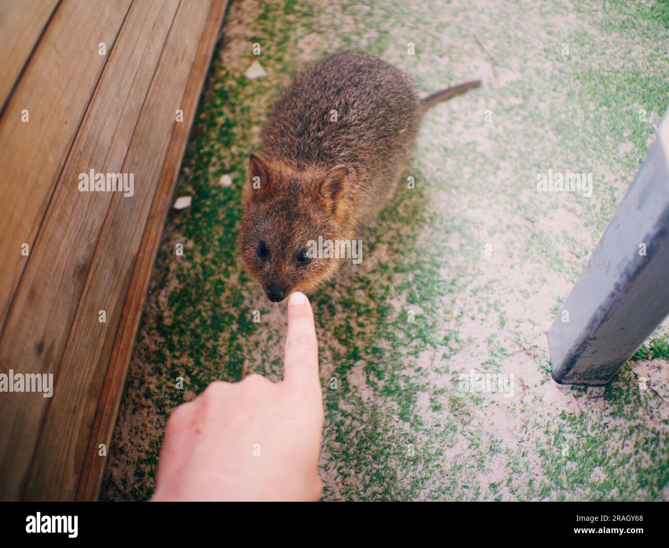 Quokka at Rottnest Island Stock Photo - Alamy