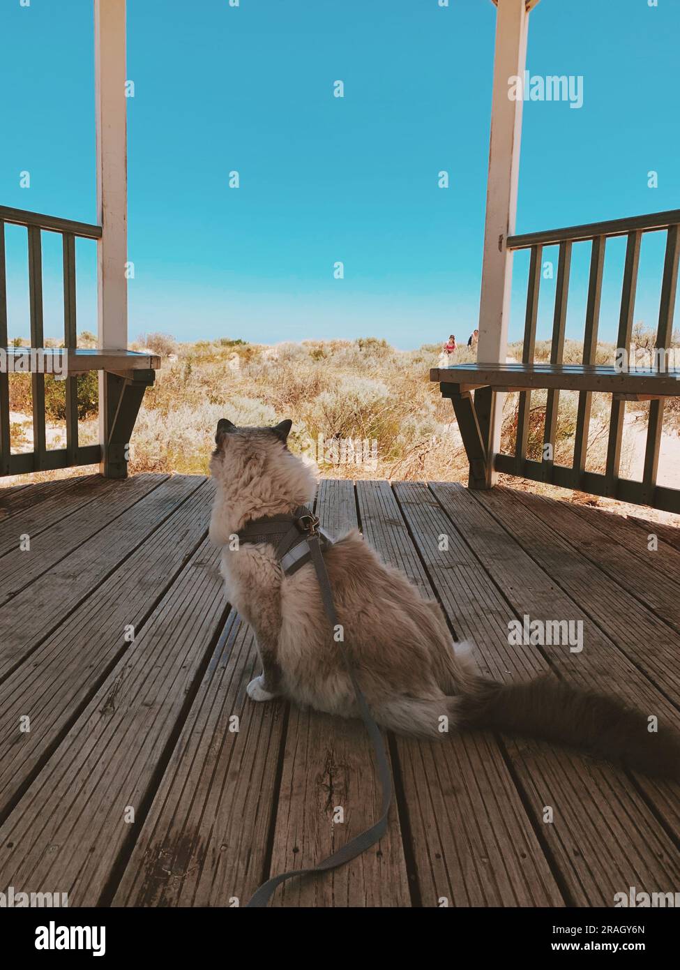 Adventurekitty hi-res stock photography and images - Alamy