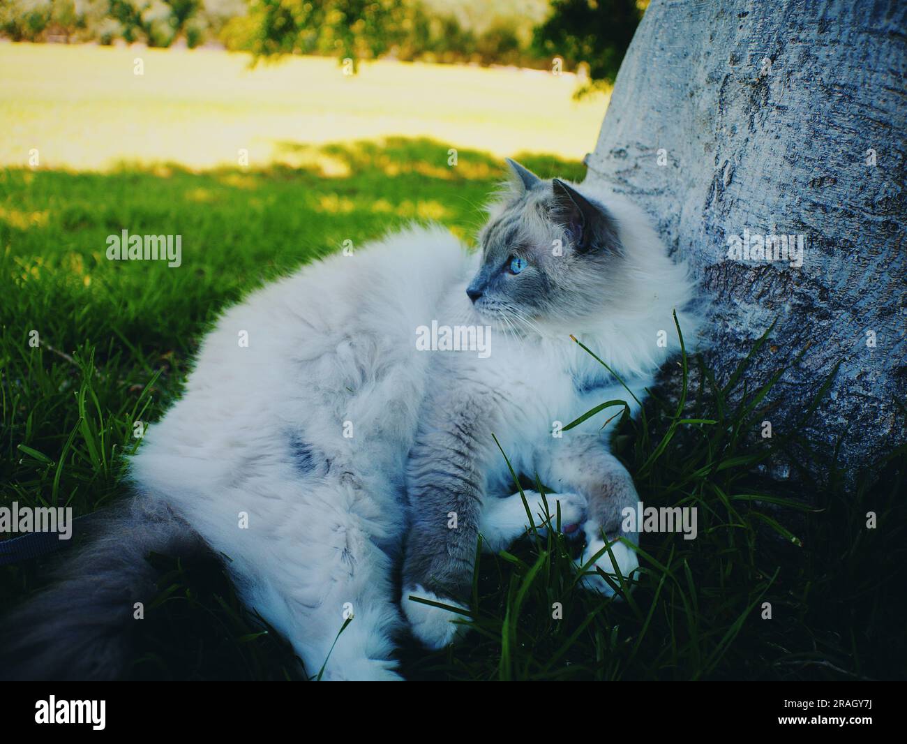 Cat Under Tree Stock Photo - Alamy