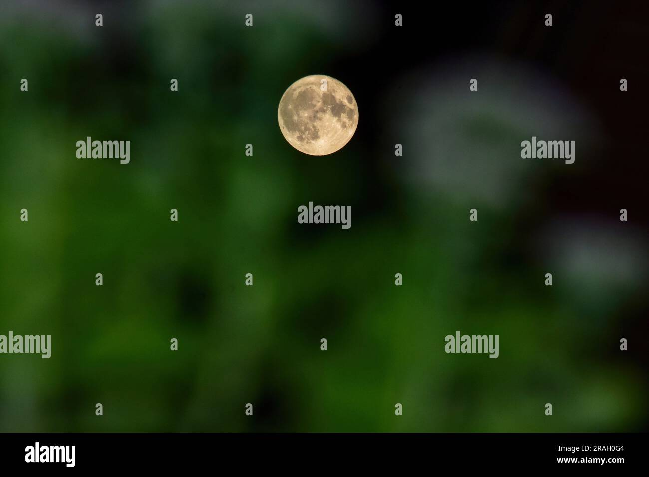 Srinagar, India. 03rd July, 2023. The biggest and brightest super Buck ...