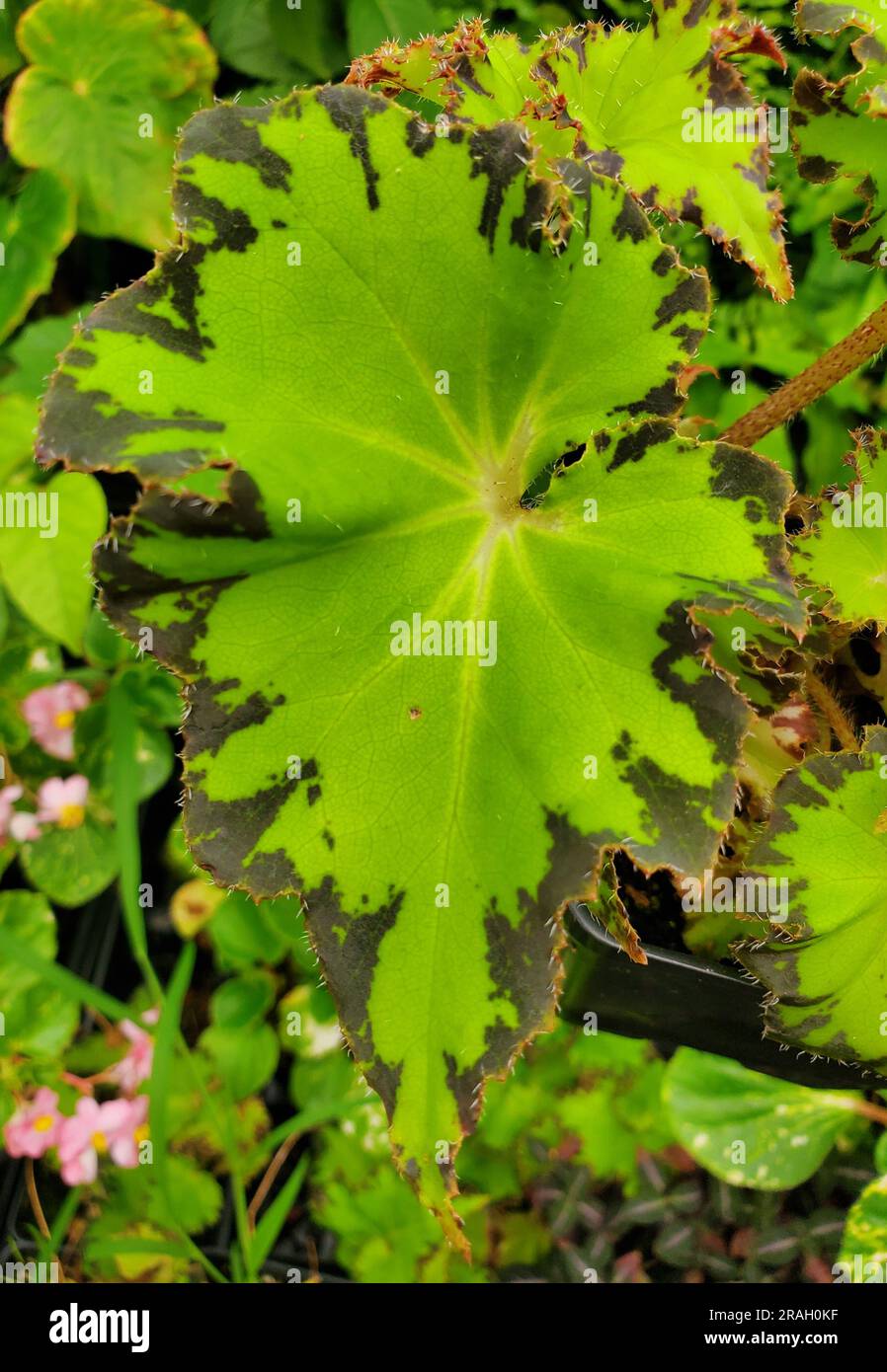 Close up of the green leaf of River Nile Begonia Stock Photo - Alamy