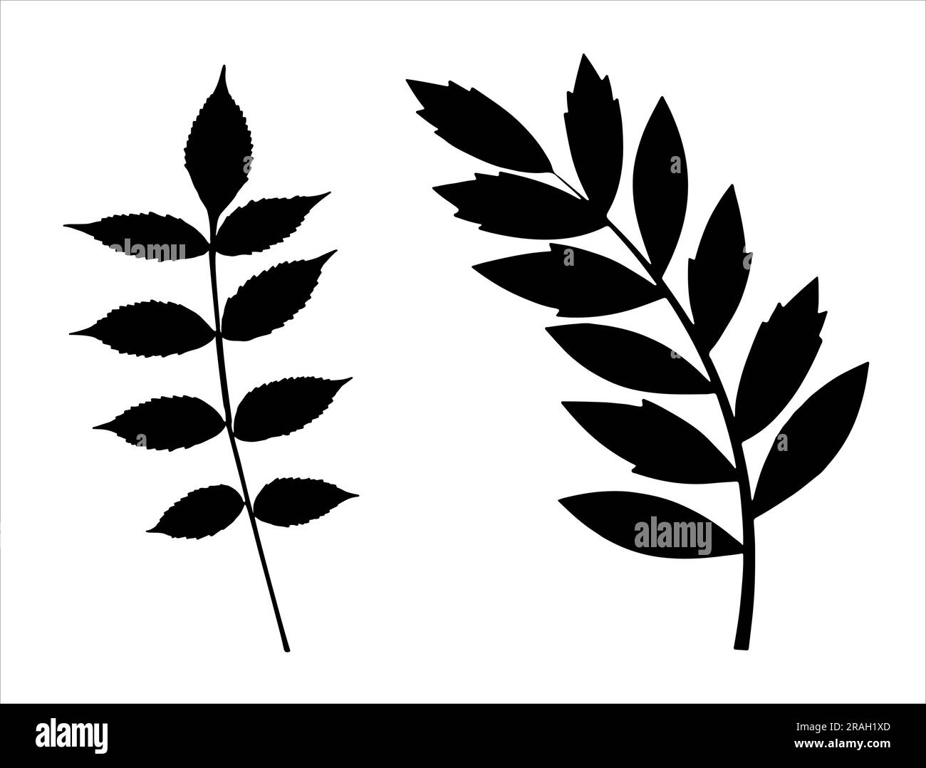 Set of Stem and Leaf Silhouette Stock Vector Image & Art - Alamy Set of Stem and Leaf Silhouette Stock Vector Image & Art - Alamy