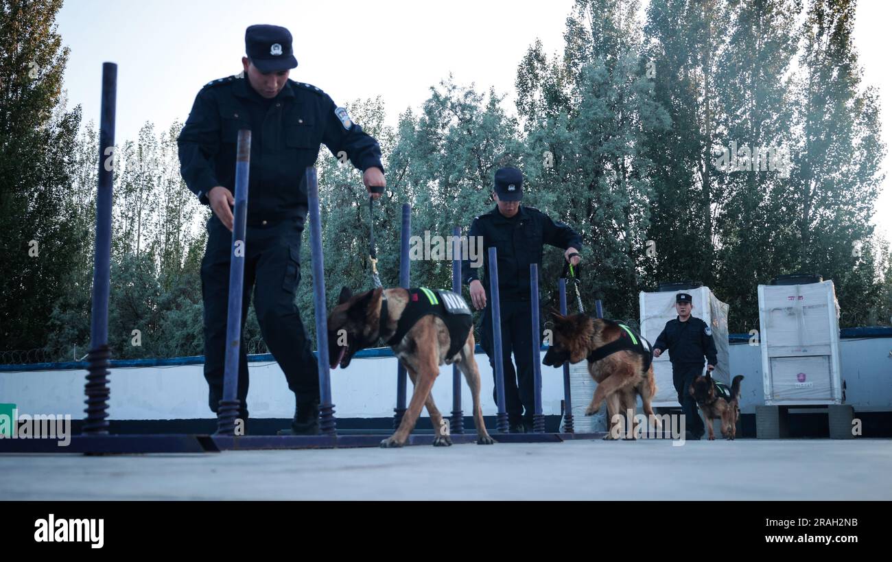 ALTAY, CHINA - JULY 3, 2023 - A police officer conducts patrol dog ...