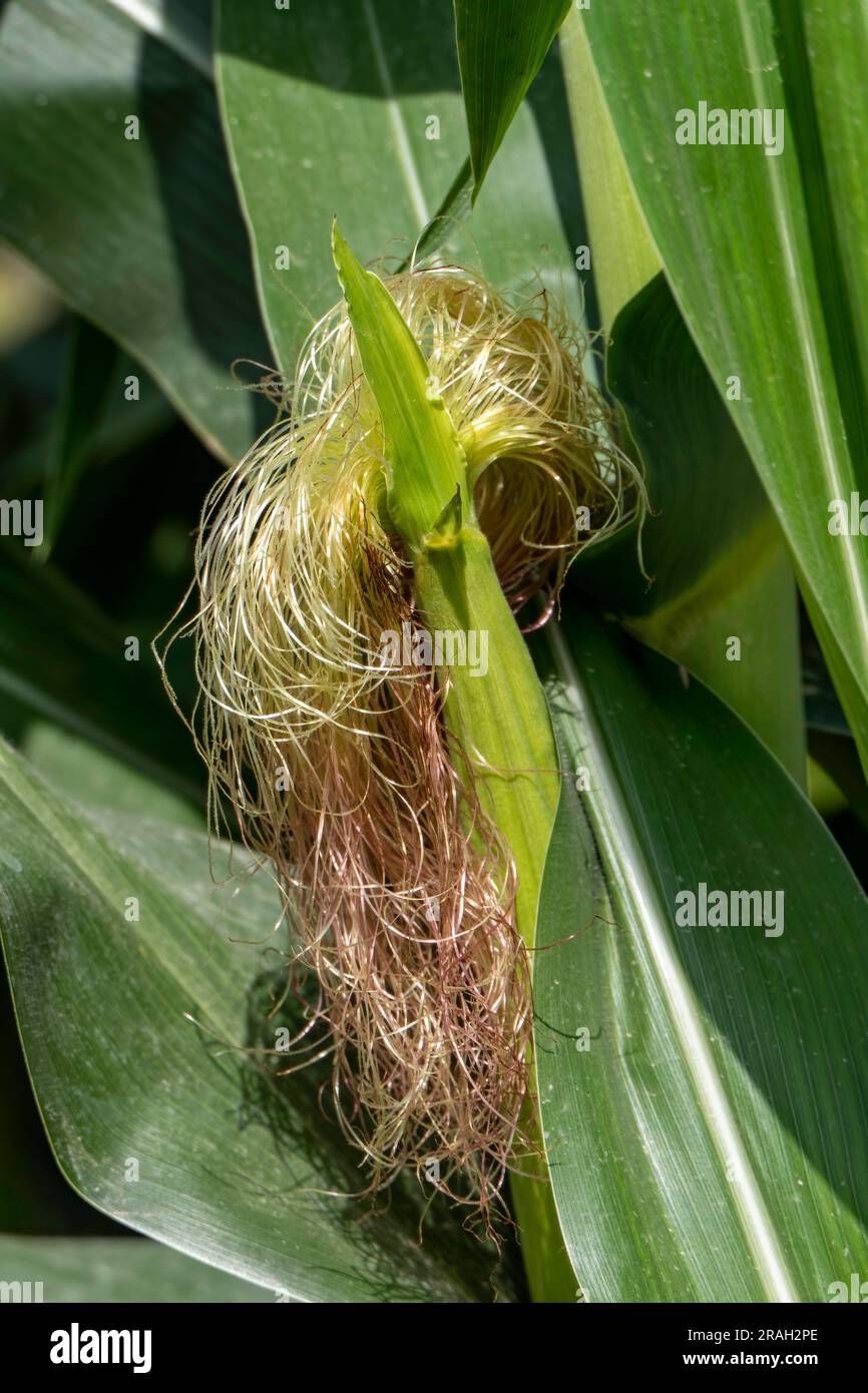 Corn stigmas on young cobs among foliage in an agricultural field. Corn ...
