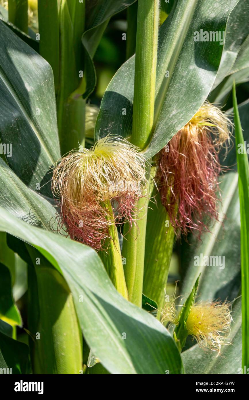 Corn stigmas on young cobs among foliage in an agricultural field. Corn ...