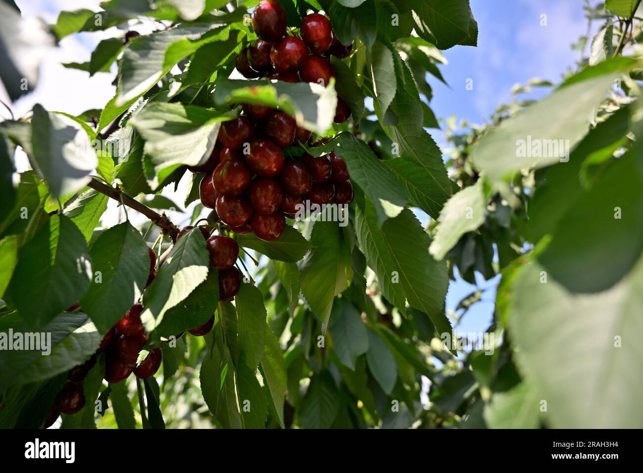 Red Cherry in the Garden Stock Photo - Alamy