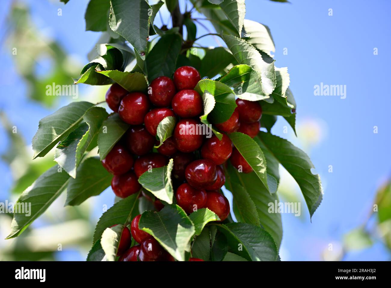 Red Cherry in the Garden Stock Photo - Alamy