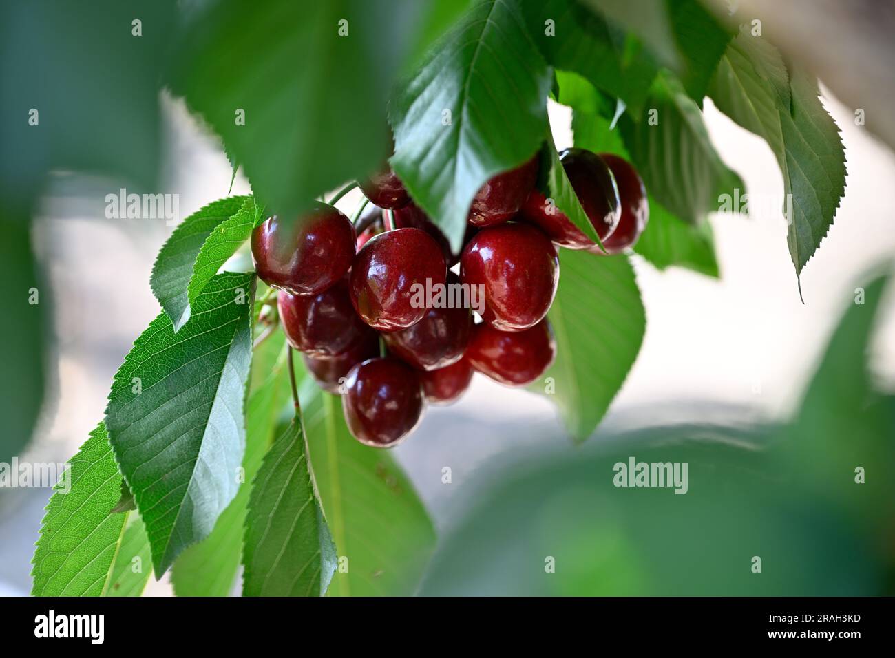 Red Cherry in the Garden Stock Photo - Alamy