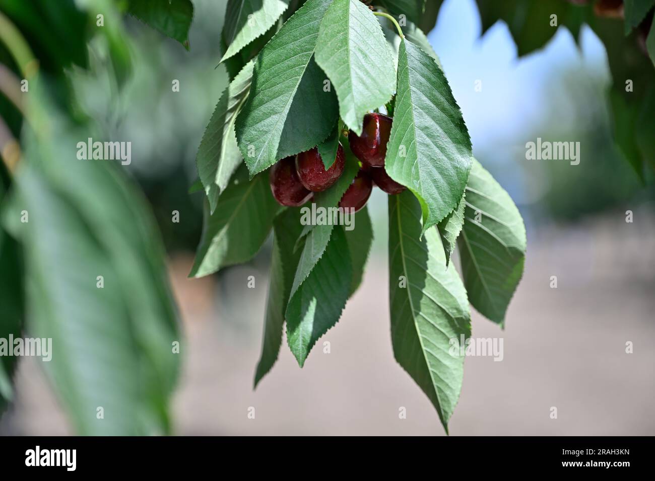 Red Cherry in the Garden Stock Photo - Alamy