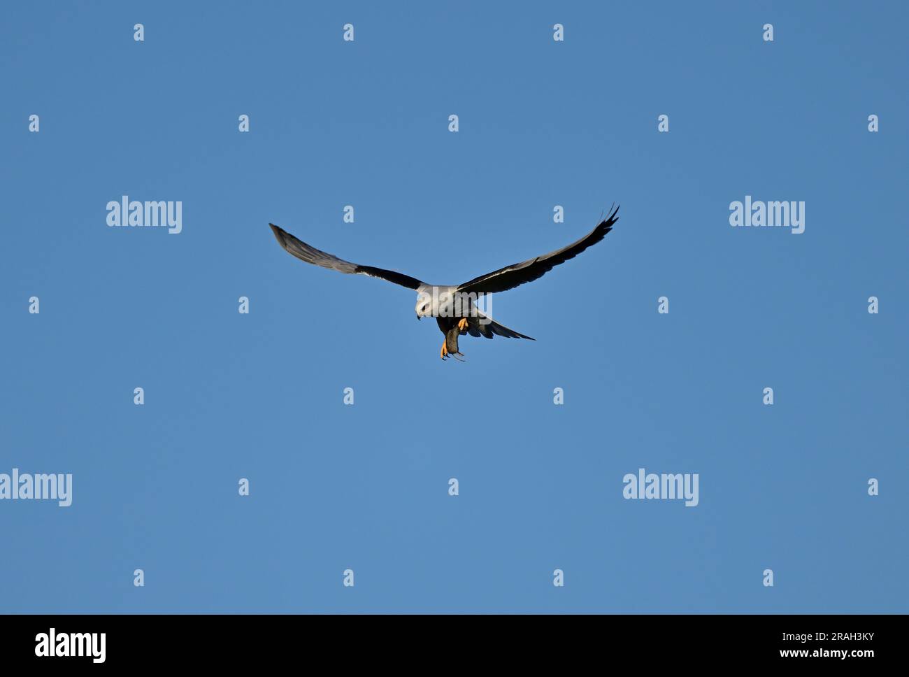 White tailed kite hi-res stock photography and images - Alamy